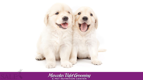 Mascotas Valet Grooming - ¡A petición popular! Servicio de Grooming ...