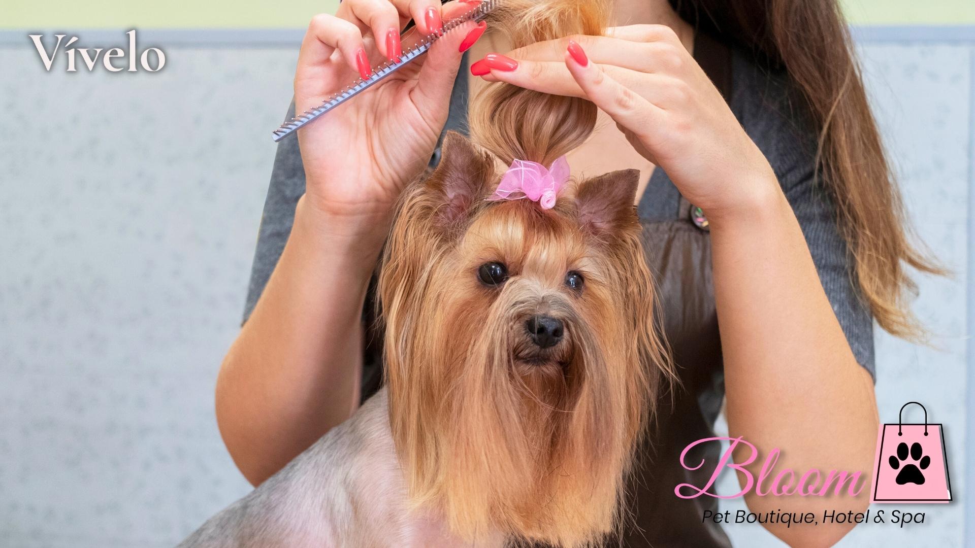 Bloom Pet Boutique Hotel & Spa - Separa desde $6: Grooming para tu ...